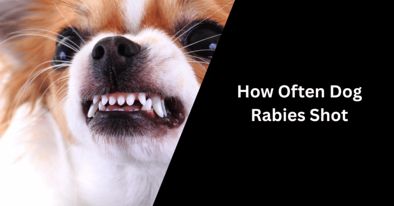 How Often Dog Rabies Shot Is Needed for Effective Immunization - Woof Arena